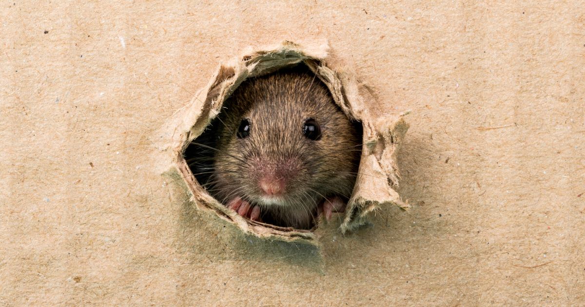 Menin Announces Return of Rat Mitigation Program - East Side Feed
